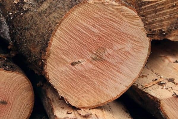 What Is the Best Wood For Cutting Board & Types Of Wood You Should Avoid